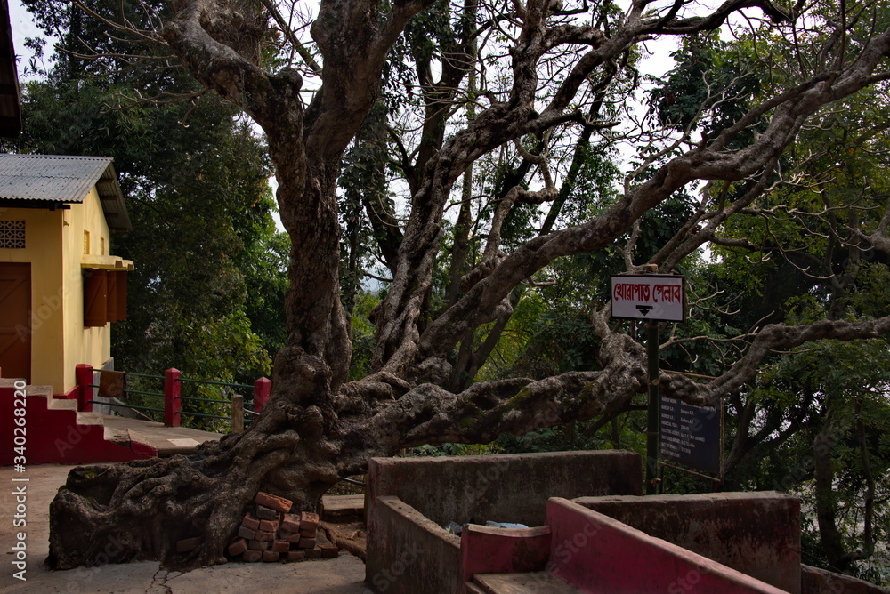 Eastern India. The State Of Assam. An ancient tree with a thick trunk ...