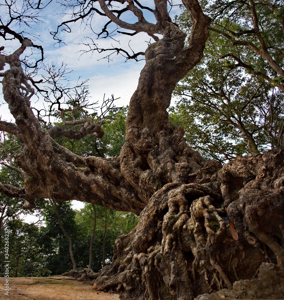 Eastern India. The State Of Assam. An ancient tree with a thick trunk ...