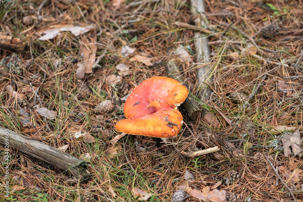 Amanita muscaria MATAMOSCAS falsa oronja hongo basidiomiceto Stock ...