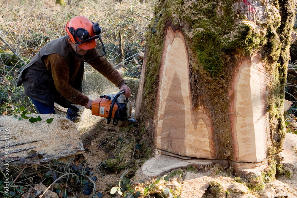 Travail de bucheron en plein foret Stock Photo | Adobe Stock