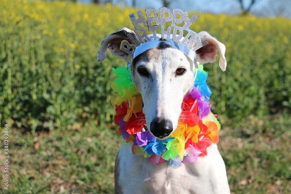 funny galgo head portrait with happy birthday on the head and colorful ...