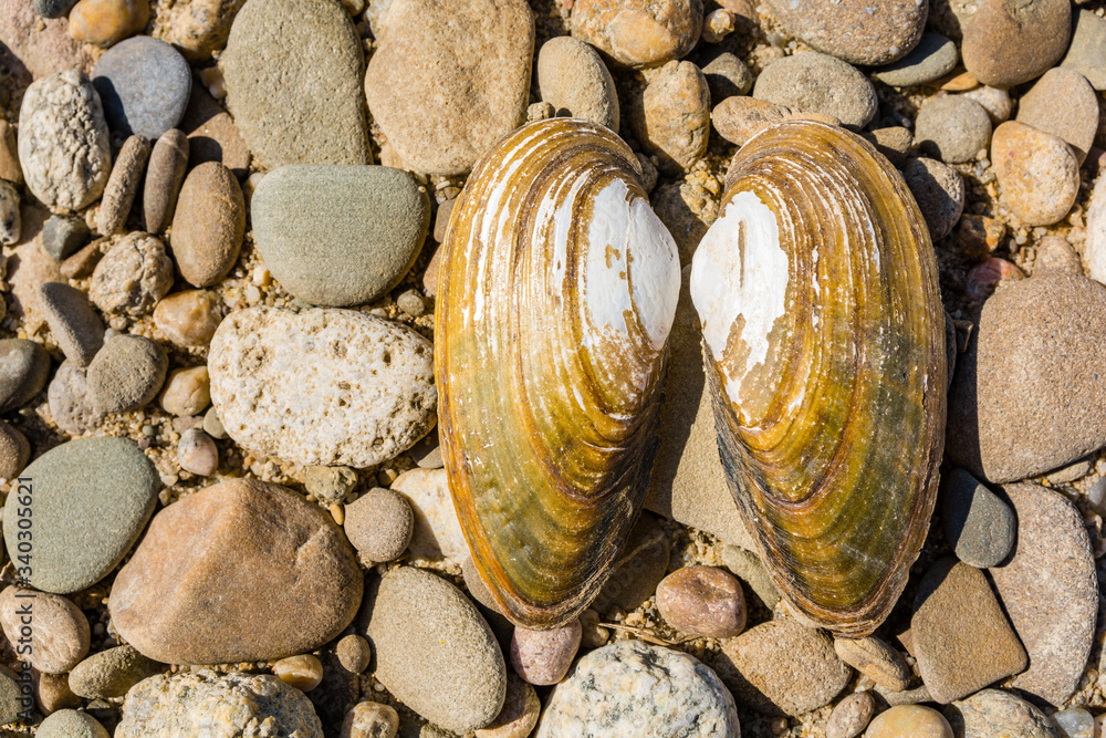 Halves of clam shells on gravel. Anodonta sp. is a species of ...
