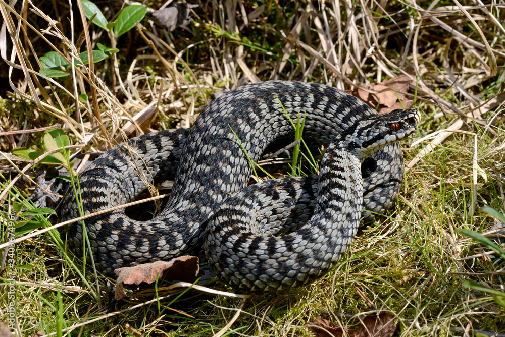 Kreuzotter (Vipera berus) Männchen - Common adder, male Stock Photo ...