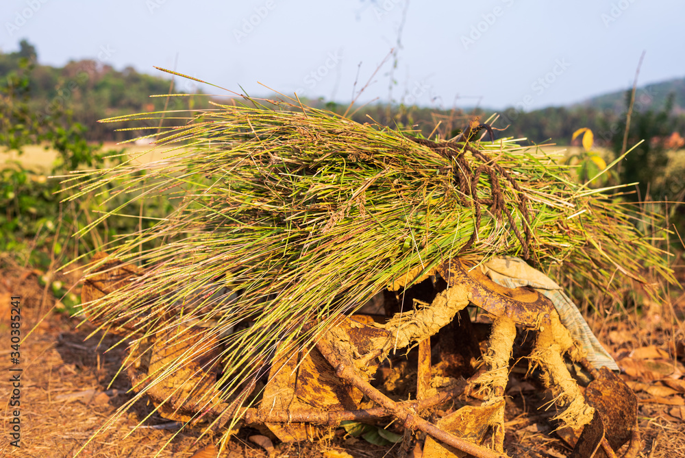 Agricultural haystack tied and placed to be used for cattle fodder ...