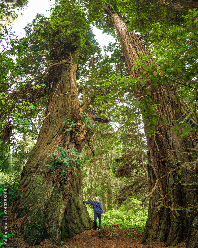 Woman standing next to the huge, giant Redwood Trees in Redwood ...