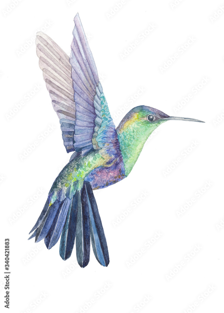 Hummingbird Flying Drawing