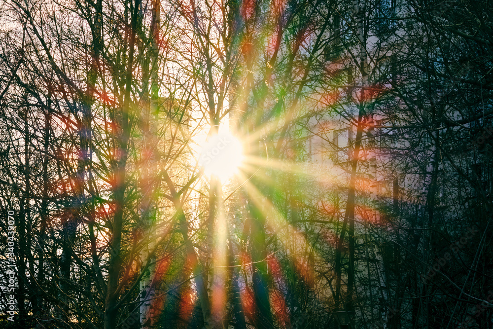 rays of the sun through the trees wall mural wallpaper | Muraledesign.com