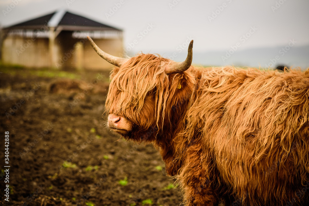 las vacas peludas Stock Photo | Adobe Stock