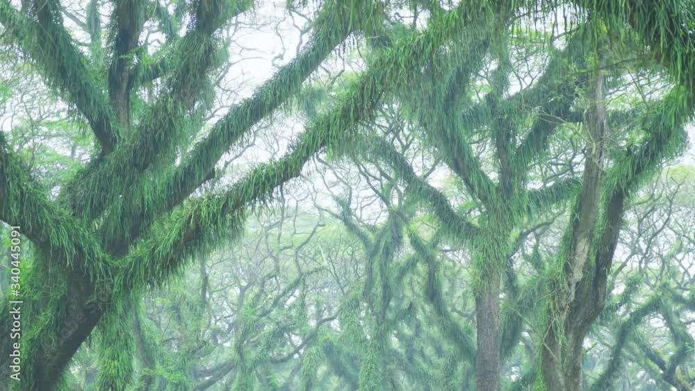 Beautiful scenery of green trees with big branches in De Djawatan ...