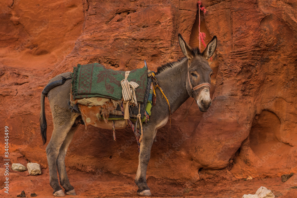 Eastern donkey on a leash animal slave concept photography in Eastern ...