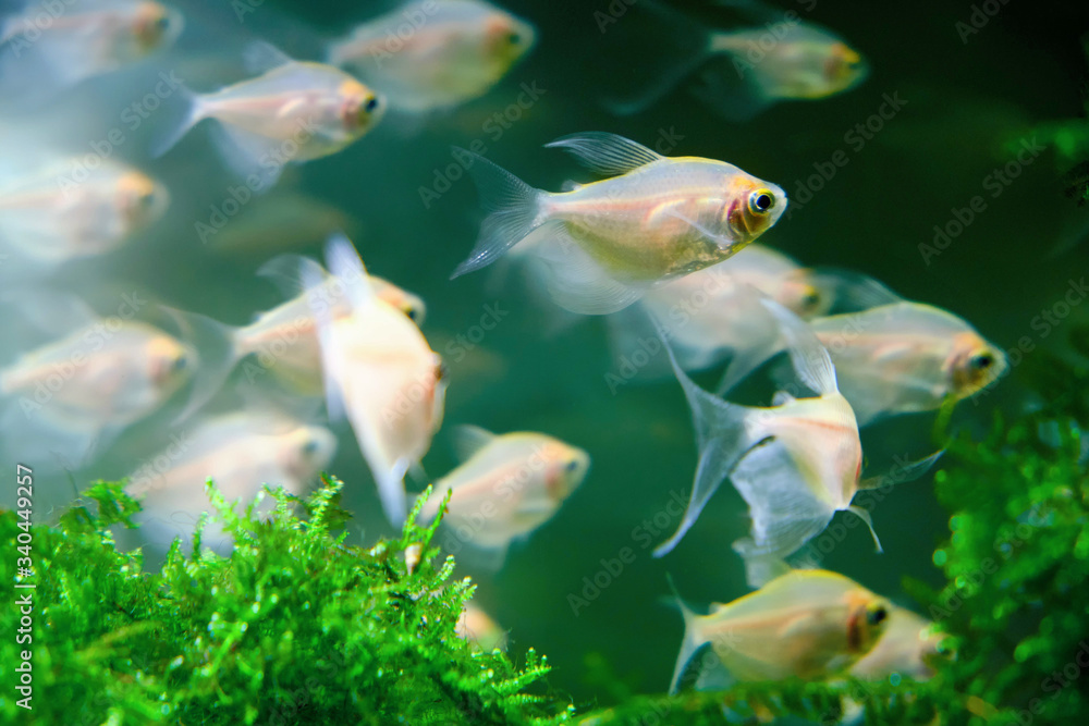 Ordinary ternetia (Gymnocorymbus ternetzi, white tetra) is a species of ...