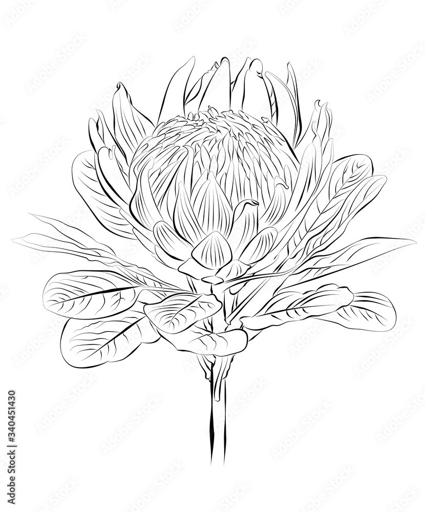 Ink line hand drawn tropical protea flower, plant outline. Vector ...