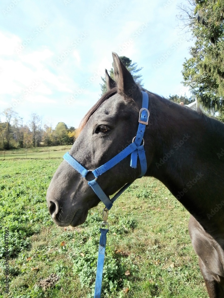 Black Azteca Horse