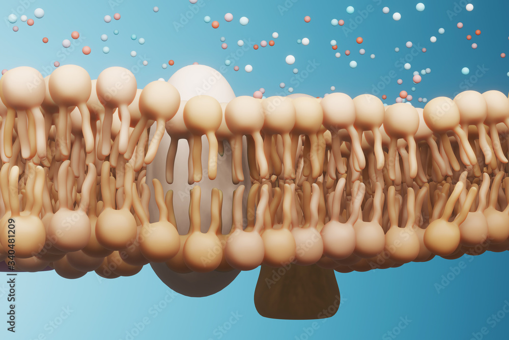 Cell Membrane structure. 3d rendering - illustration. Stock ...