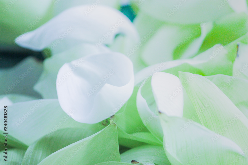 The white lotus flower has been fabricated according to tradition for ...