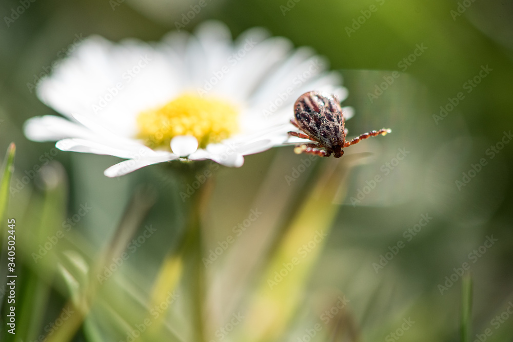 Isolated marsh tick sitting on a flower and waiting for a new victim ...