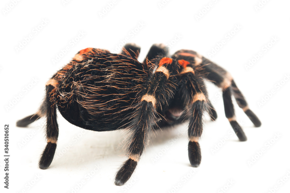 Brachypelma auratum ( Mexican flame knee) is a tarantula endemic to the ...