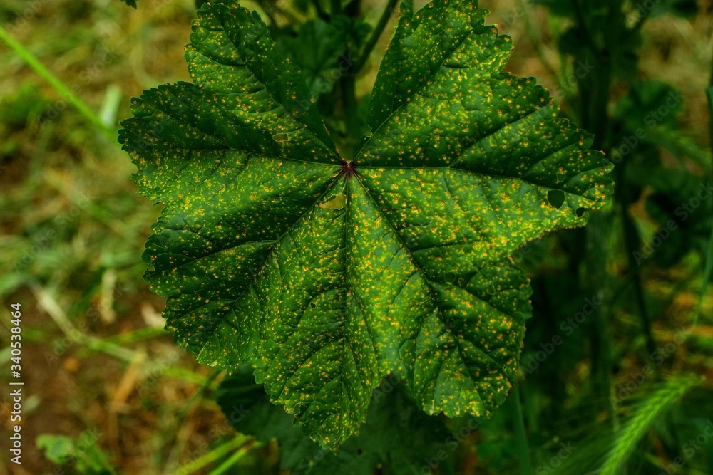 Foglia Stock Photo | Adobe Stock
