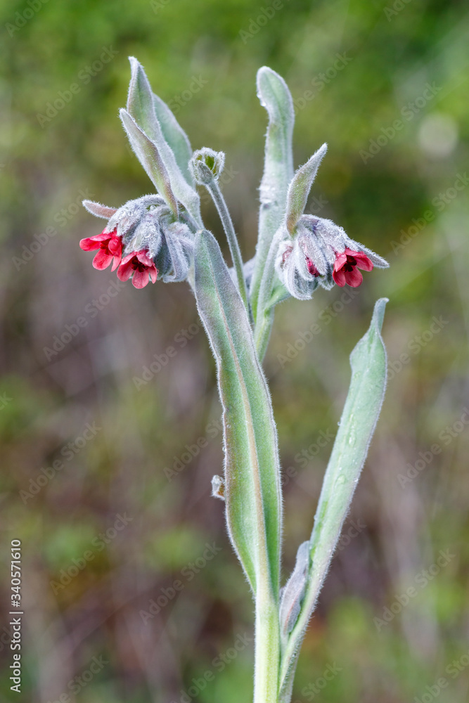 Pardoglossum cheirifolium. Planta con flores de oreja de liebre ...