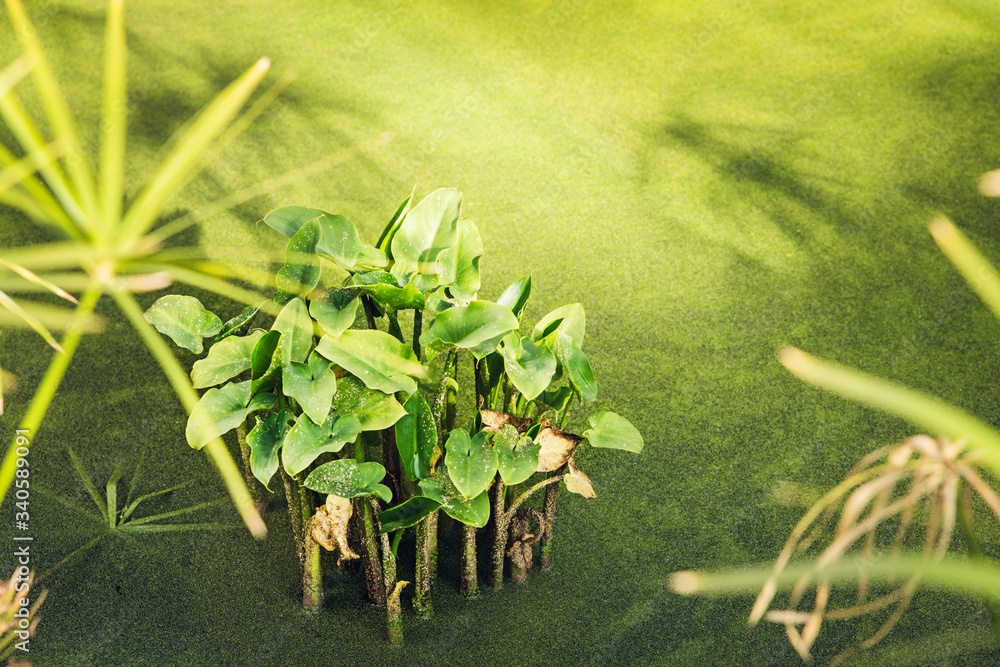 green background. aquatic plants and microorganisms floating in the ...