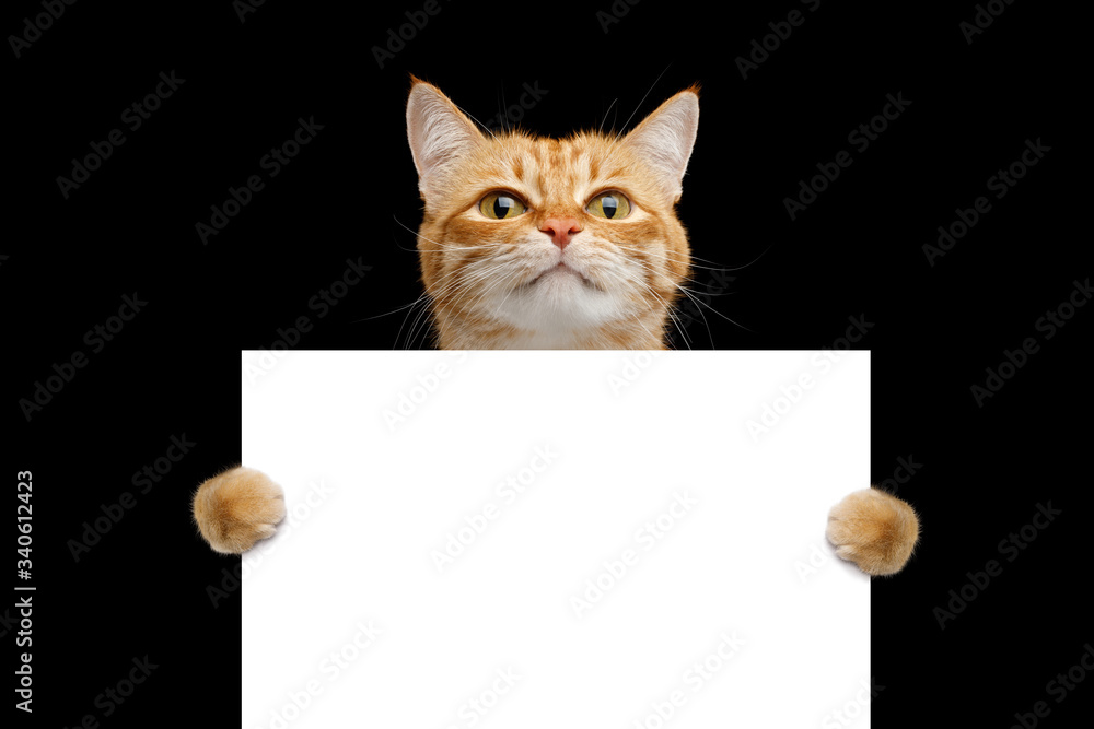Funny cat showing a placard isolated on black background, blank web ...
