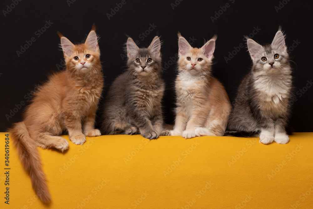 Many beautiful Maine Coon kittens. Black and yellow background with a ...