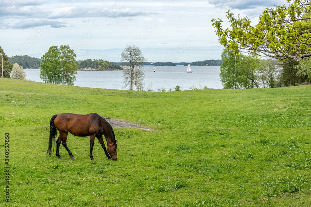 The horse (Equus ferus caballus) is one of two extant subspecies of ...