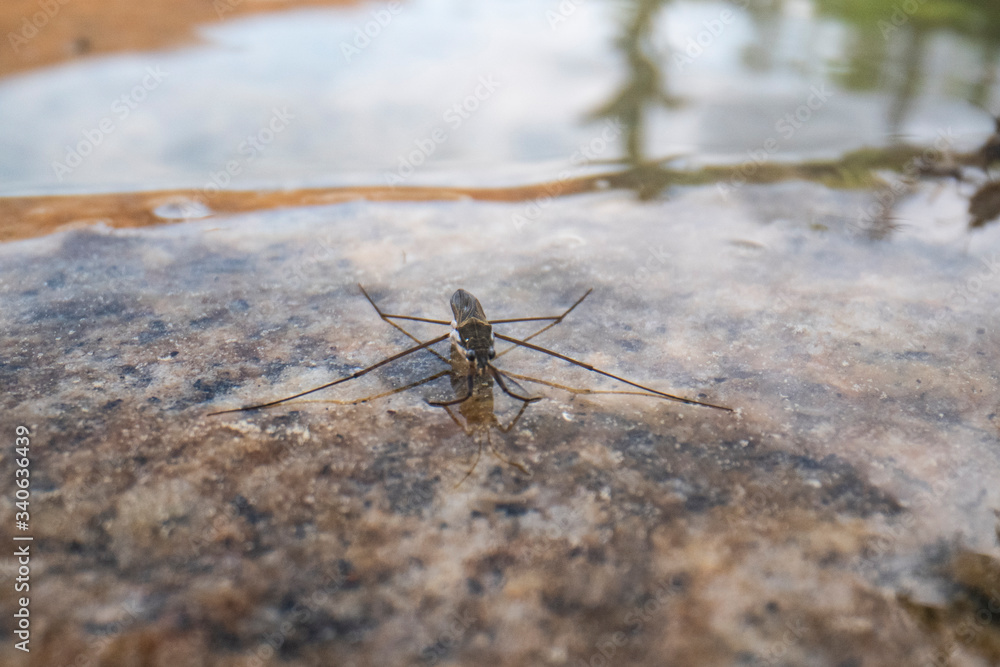 Foto de Gerridae insects in the natural environment. The Gerridae are a ...