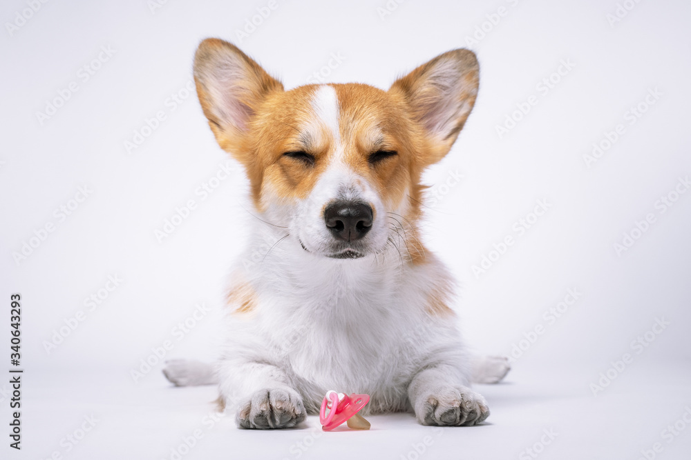 Cute ginger and white dog of welsh corgi pembroke breed, lying on floor ...