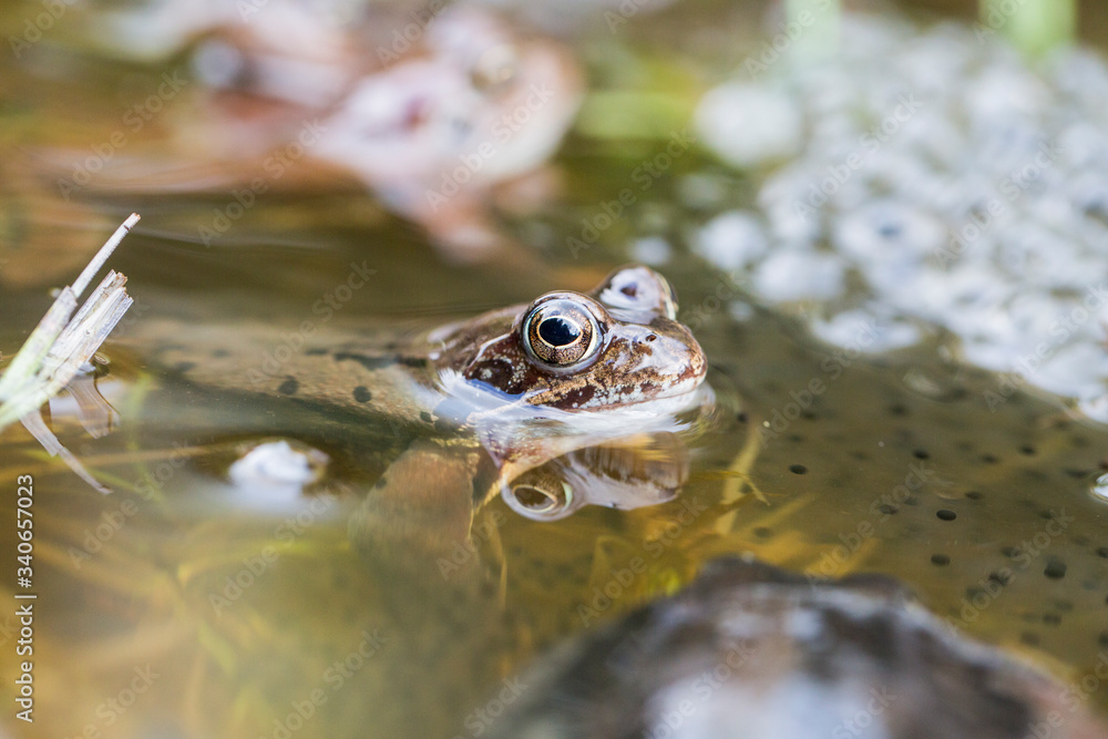 Frosch im Teich Stock Photo | Adobe Stock