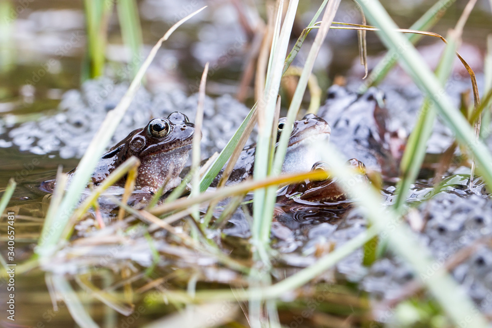 Froschlaichen im Teich Stock Photo | Adobe Stock
