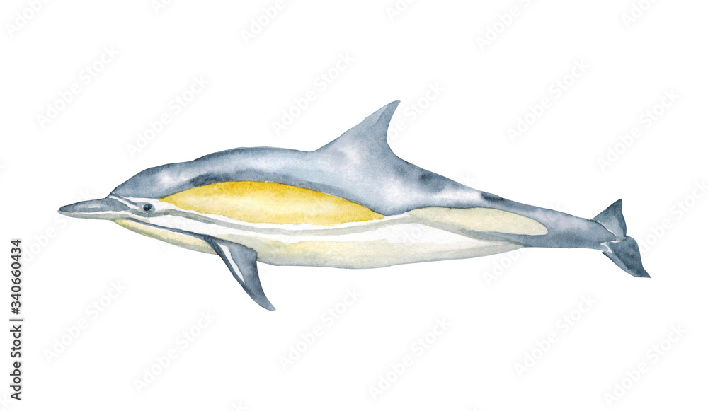 Watercolor dolphin hand painted illustration isolated on white ...