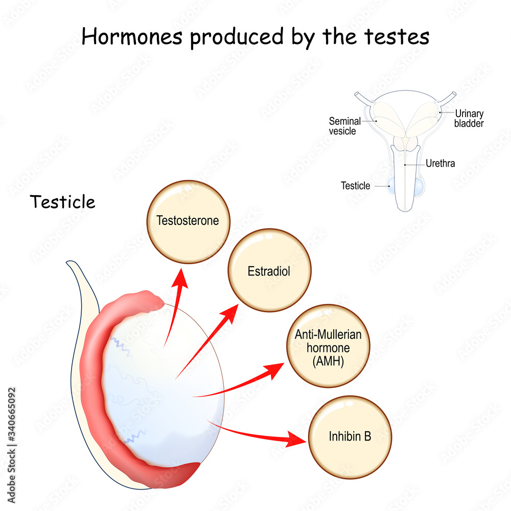 Hormones produced by the testes (testicle). Human endocrine system ...