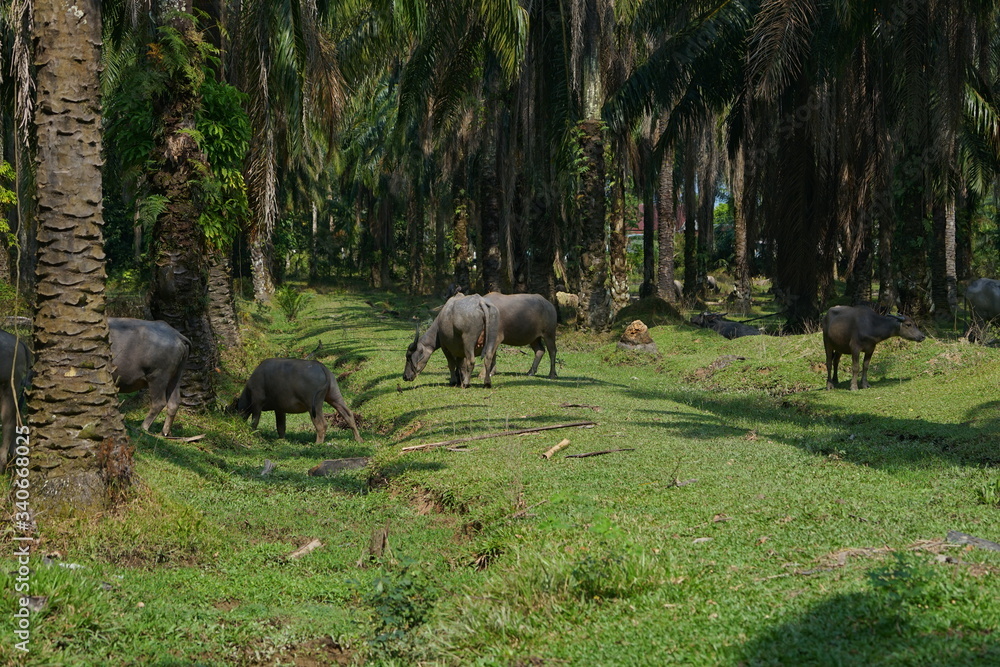 Foto de Buffalo family among green vegetation. Large well maintained ...