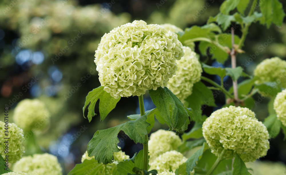 Foto de (Viburnum opulus 'Roseum') Gros plan sur floraison printanière ...