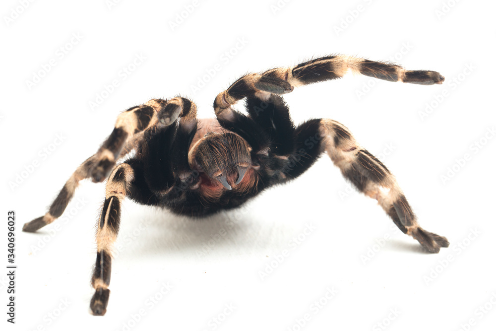 The Brazilian red and white tarantula (Nhandu chromatus) is a tarantula ...