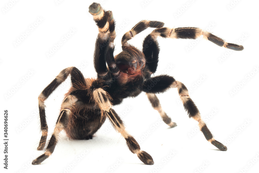 The Brazilian red and white tarantula (Nhandu chromatus) is a tarantula ...