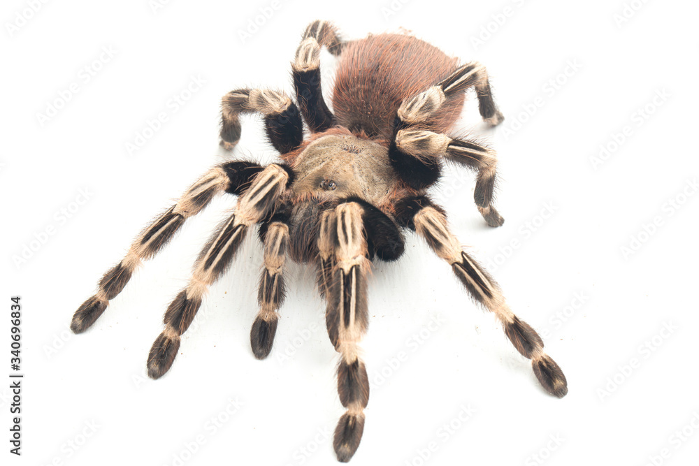 The Brazilian red and white tarantula (Nhandu chromatus) is a tarantula ...