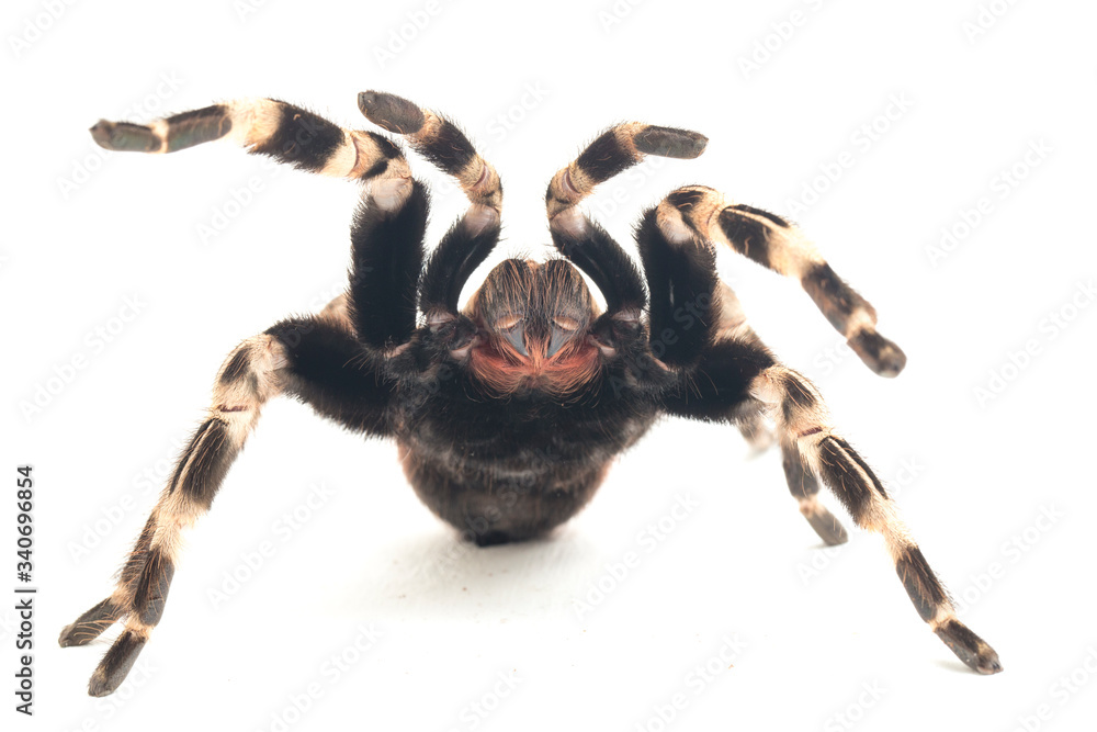 The Brazilian red and white tarantula (Nhandu chromatus) is a tarantula ...
