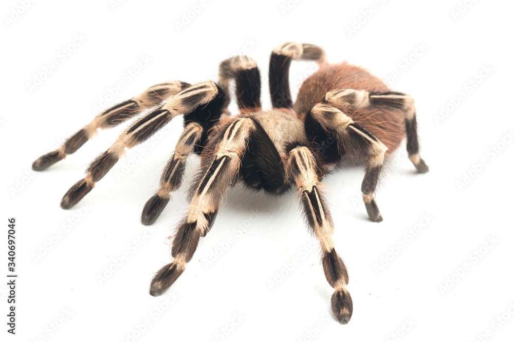 The Brazilian red and white tarantula (Nhandu chromatus) is a tarantula ...