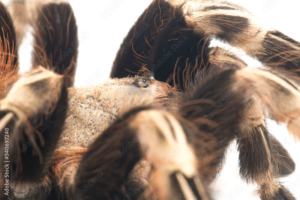 The Brazilian red and white tarantula (Nhandu chromatus) is a tarantula ...
