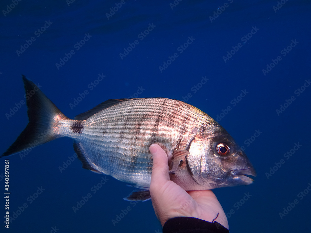 Foto de Fish teeth of a wild atlantic white seabream, Diplodus sargus ...