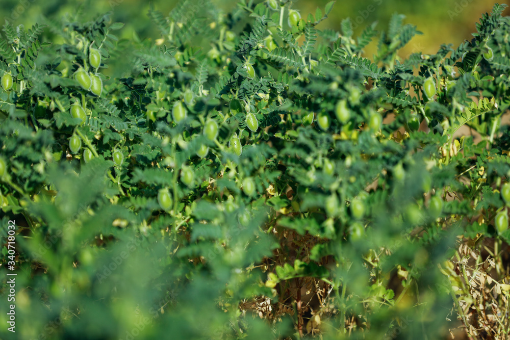 indian chickpea field, Indian agriculture Stock Photo | Adobe Stock