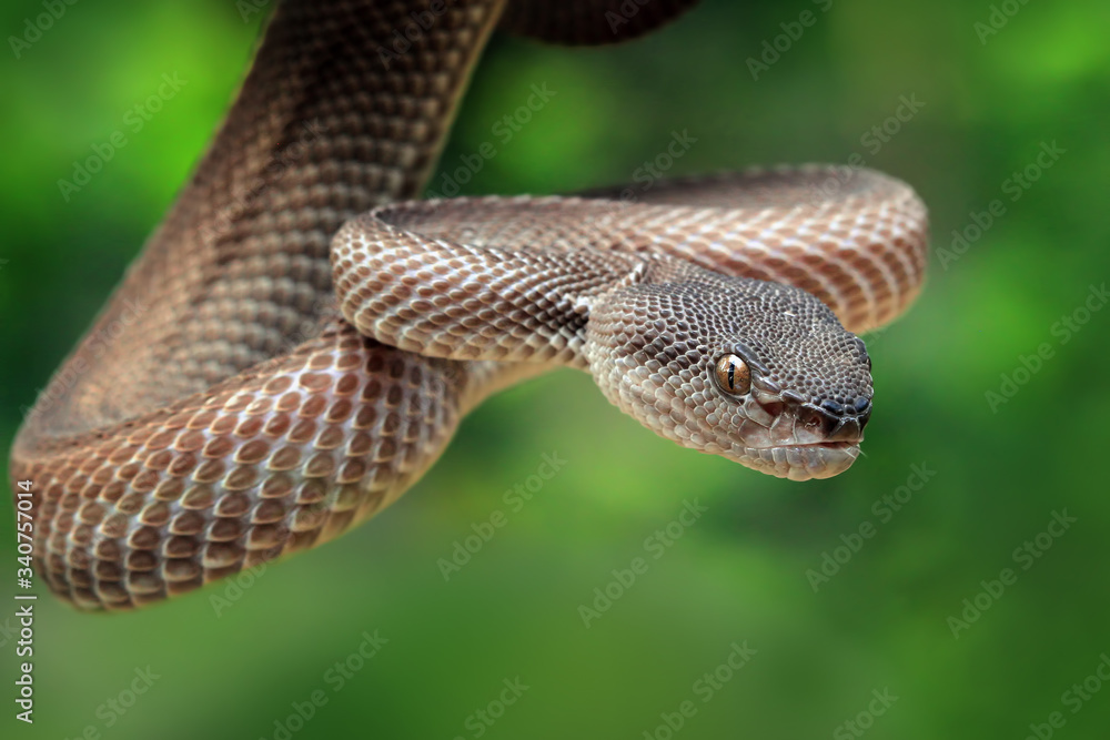Manggrove Pit Viper snake closeup face, animal closeup Stock Photo ...