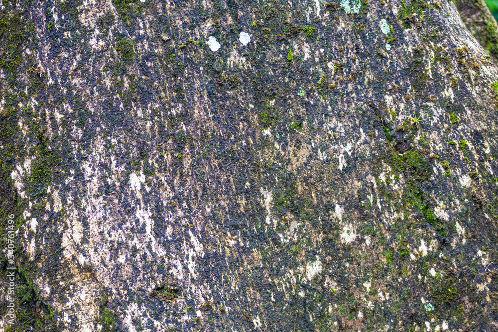 Foto de musgo e limo verde em casca de árvore do Stock | Adobe Stock