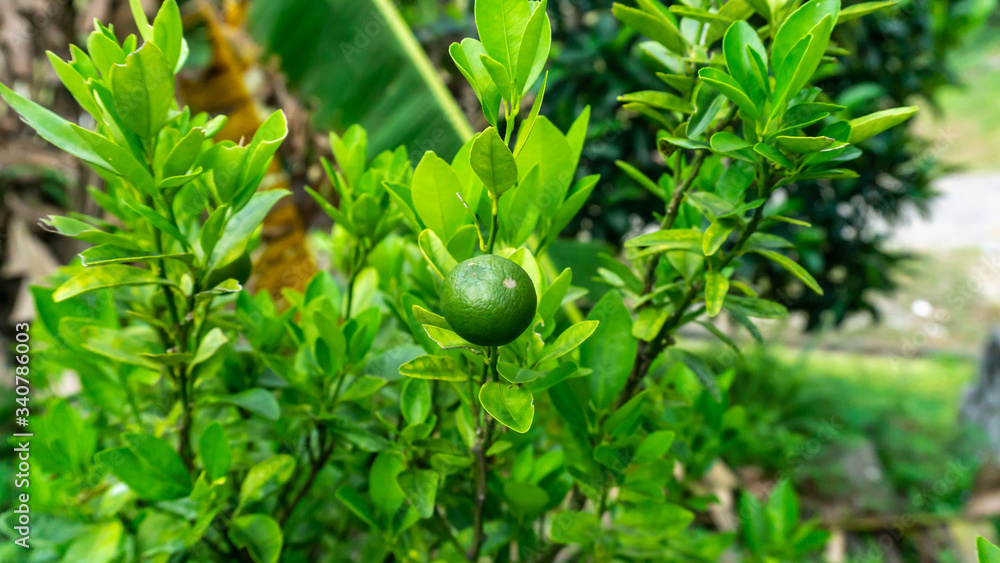 Calamansi, also known as calamondin or Philippine lime on a tree plant ...