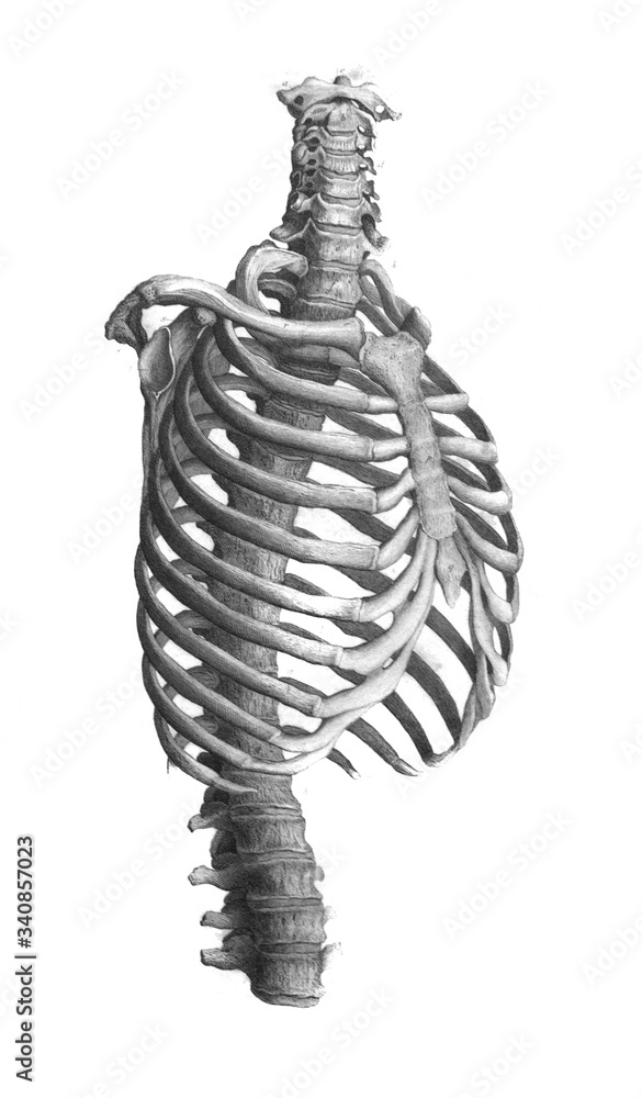 Poster The bones of the body horizontal section in the old book The ...