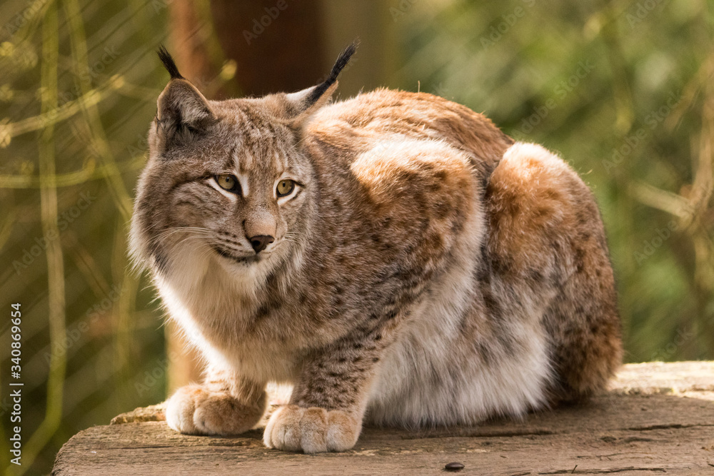 Der Luchs im Portrait Stock Photo | Adobe Stock