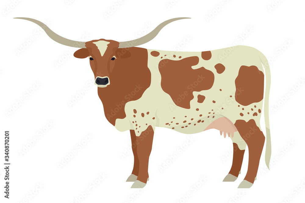 Texas Longhorn cow Breeds of domestic cattle Flat vector illustration ...