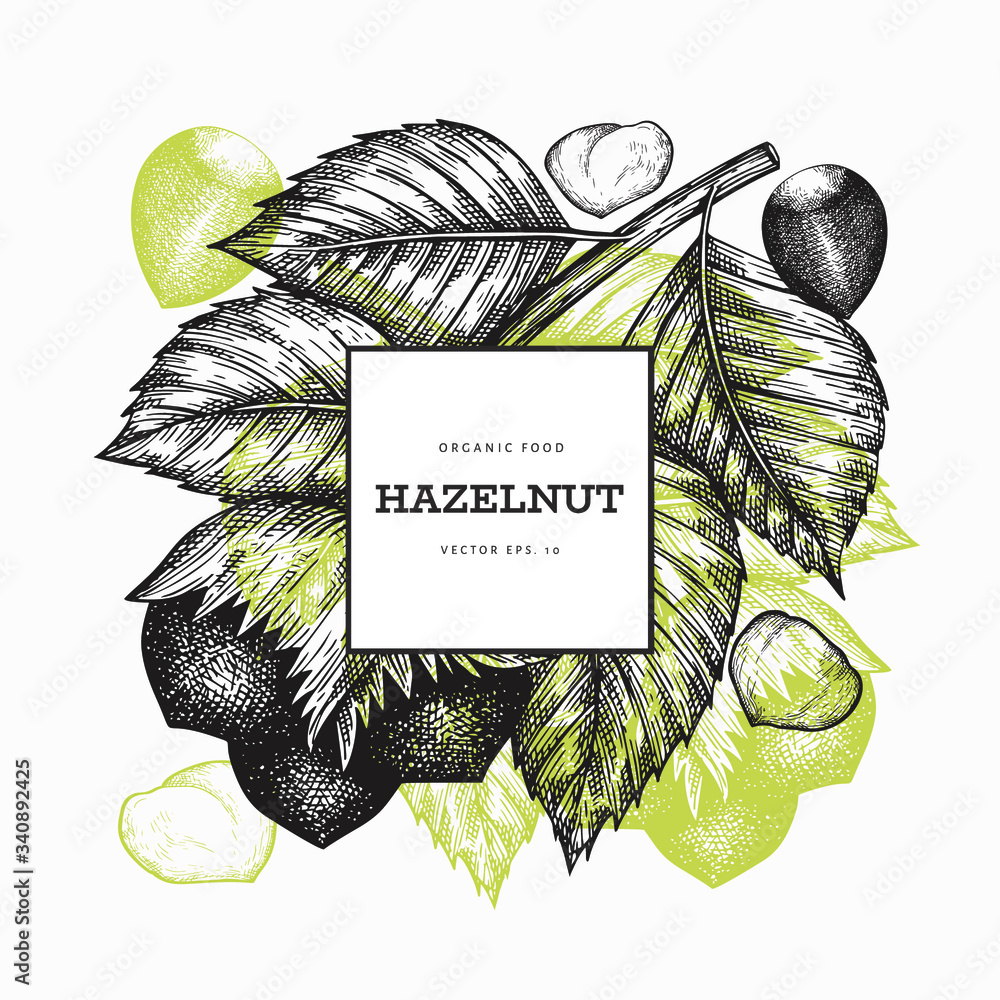 hazelnut; nut; vector; illustration; hand; drawn; sketch; retro ...